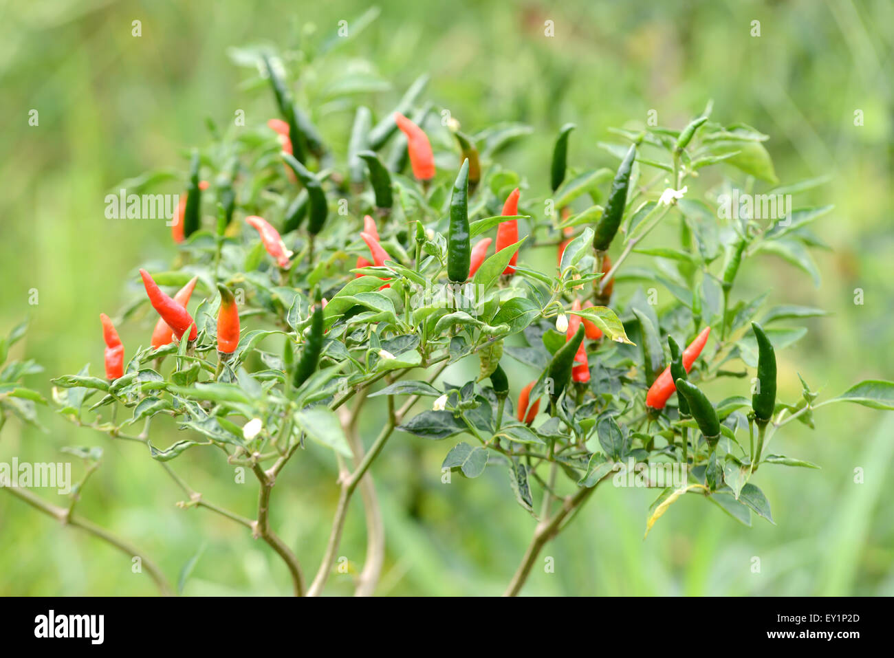 Red chilli tree hi-res stock photography and images - Alamy