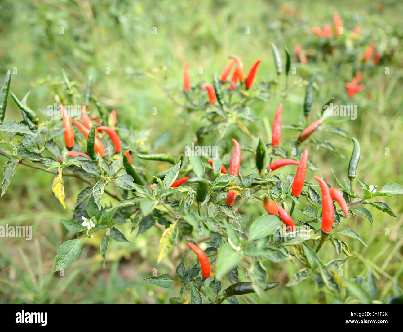 Green chilli tree hi-res stock photography and images - Alamy