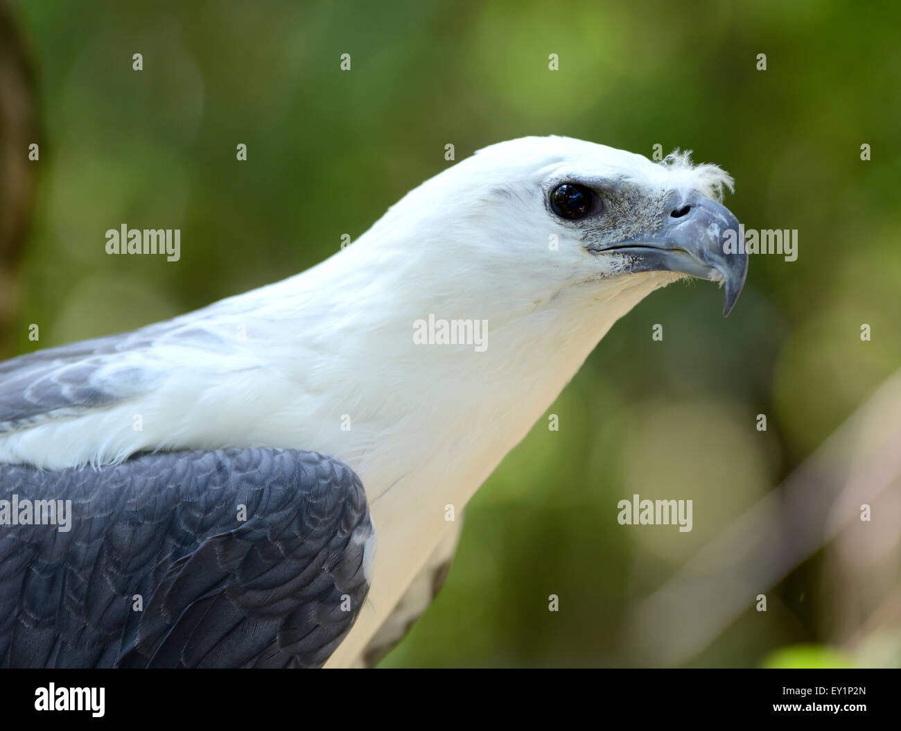White bellied bird hi-res stock photography and images - Alamy