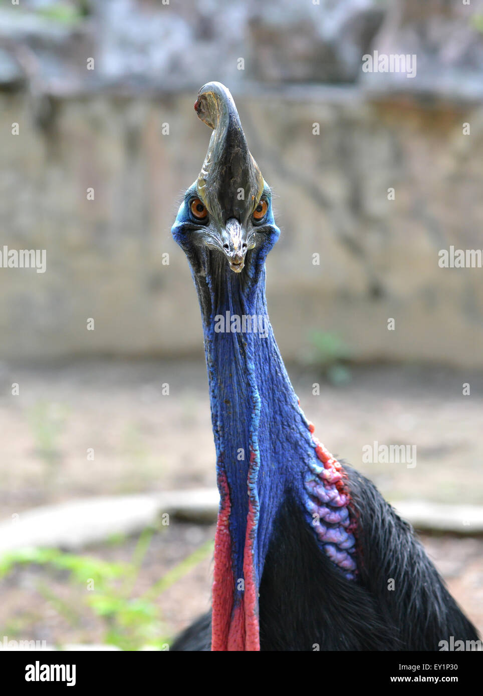 close up of cassowary head Stock Photo - Alamy