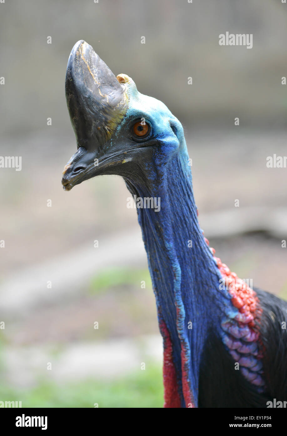 Cassowary casuarius bird zoo hi-res stock photography and images - Alamy