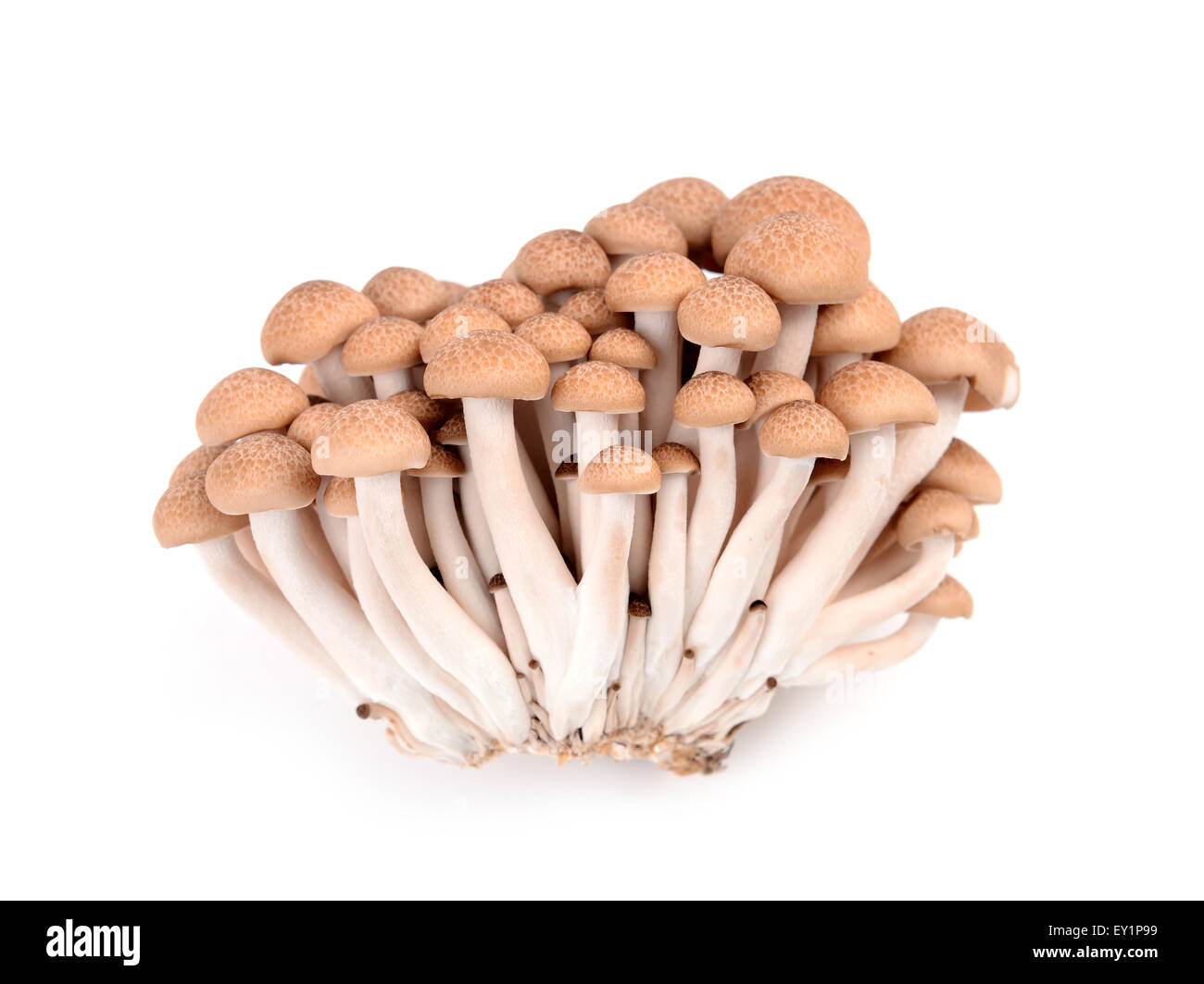 shimeji mushroom isolated on white background Stock Photo - Alamy