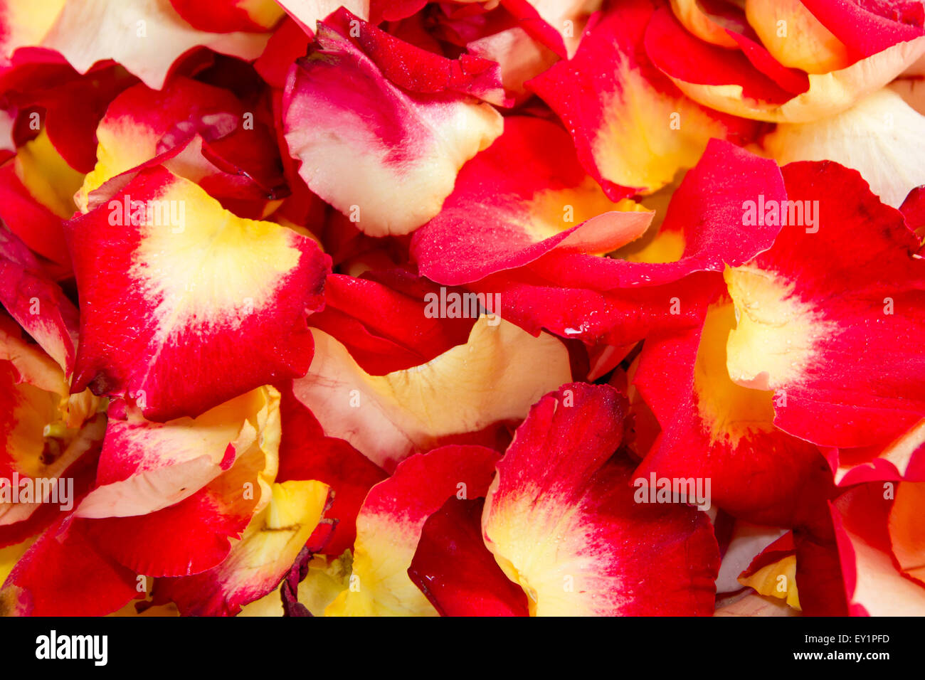 Background of various color rose petals close up Stock Photo - Alamy