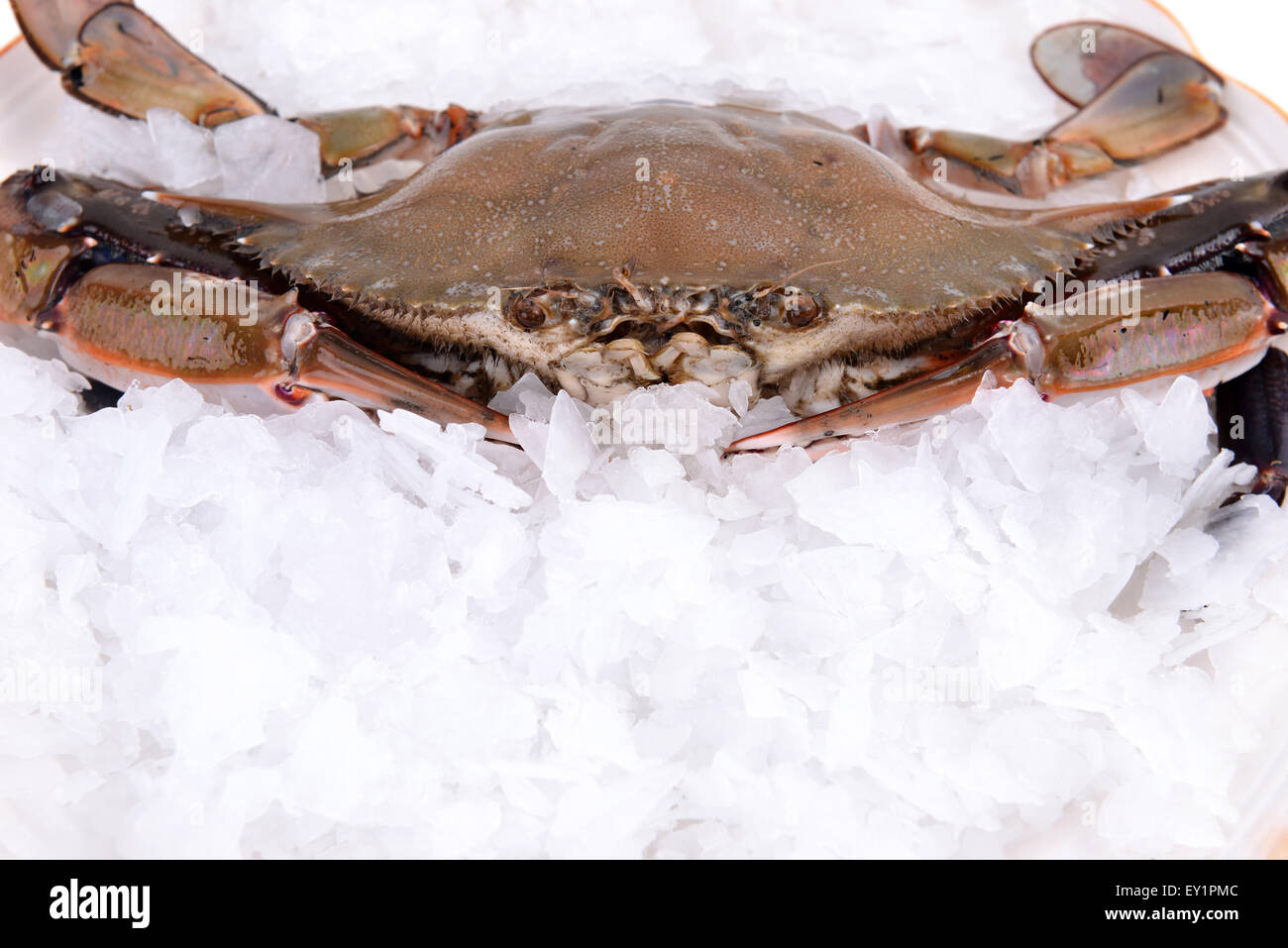 a crab freeze in ice Stock Photo - Alamy