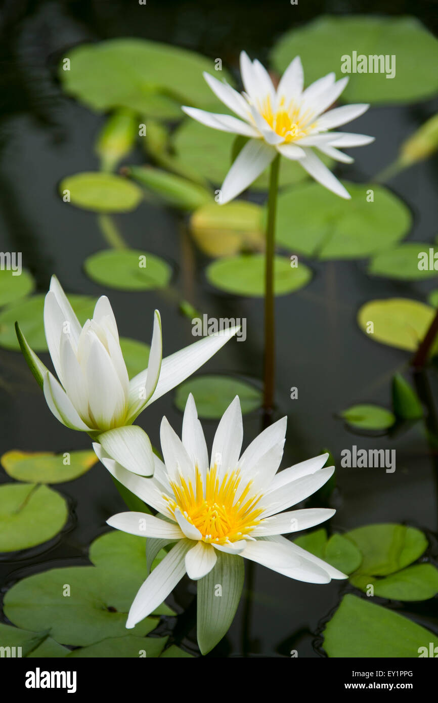 White water lilies flowering in a pond with lily pad leaves, tranquil ...