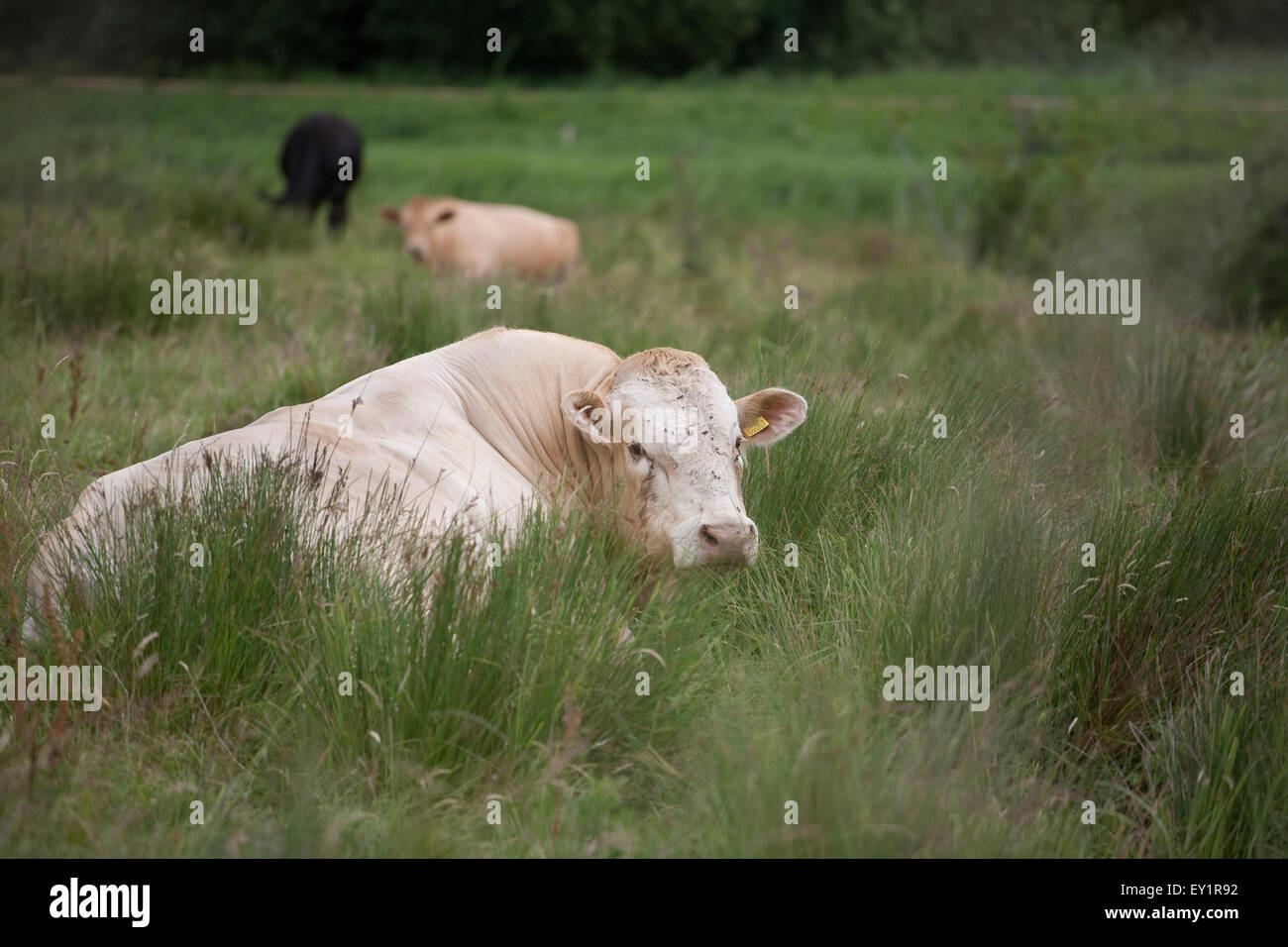 Bull adult male Stock Photo - Alamy