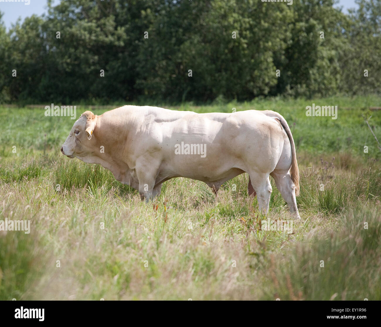 Bull adult male Stock Photo - Alamy