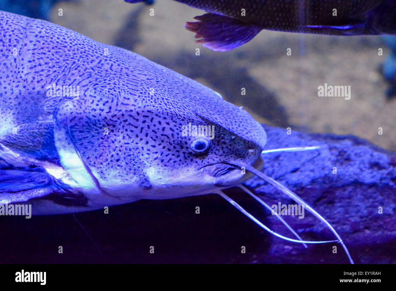 Fish in Aquarium Stock Photo - Alamy