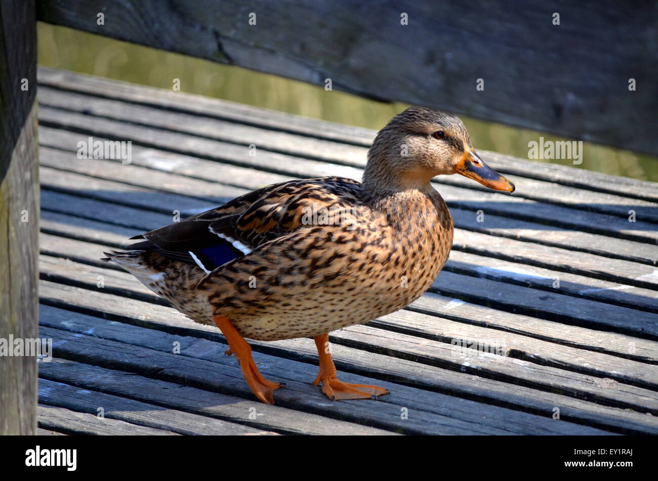 Adult duck foot hi-res stock photography and images - Alamy