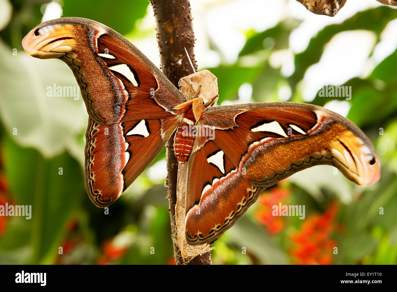 Tropical moth: Attacus Atlas with brown wings Stock Photo - Alamy