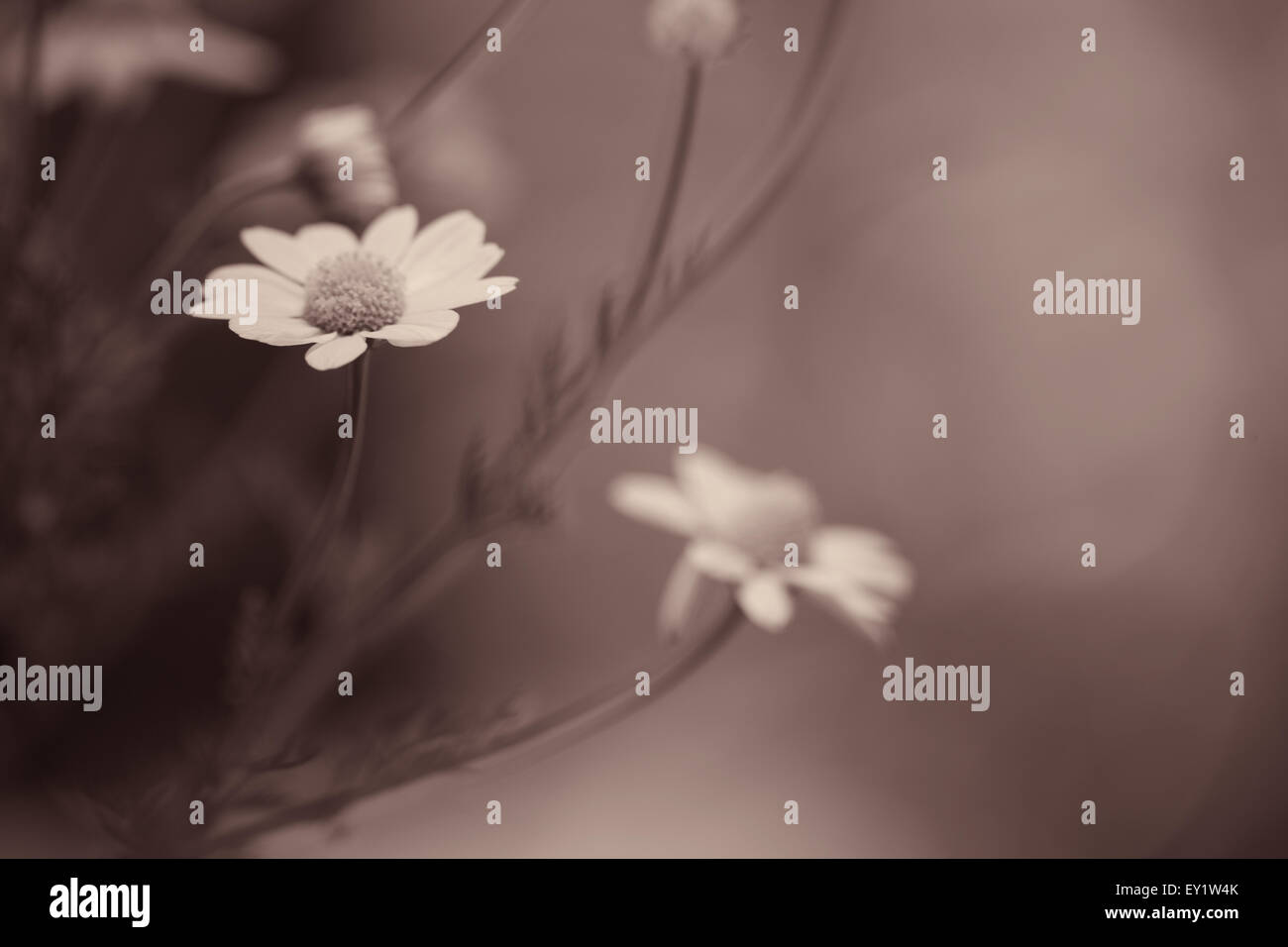 Spring flowers with soft and blurry backgrounds Stock Photo - Alamy