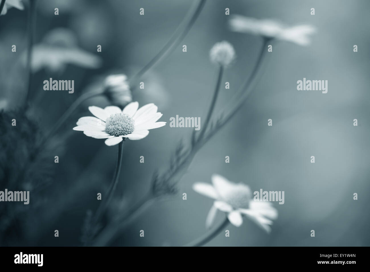 Spring flowers with soft and blurry backgrounds Stock Photo - Alamy