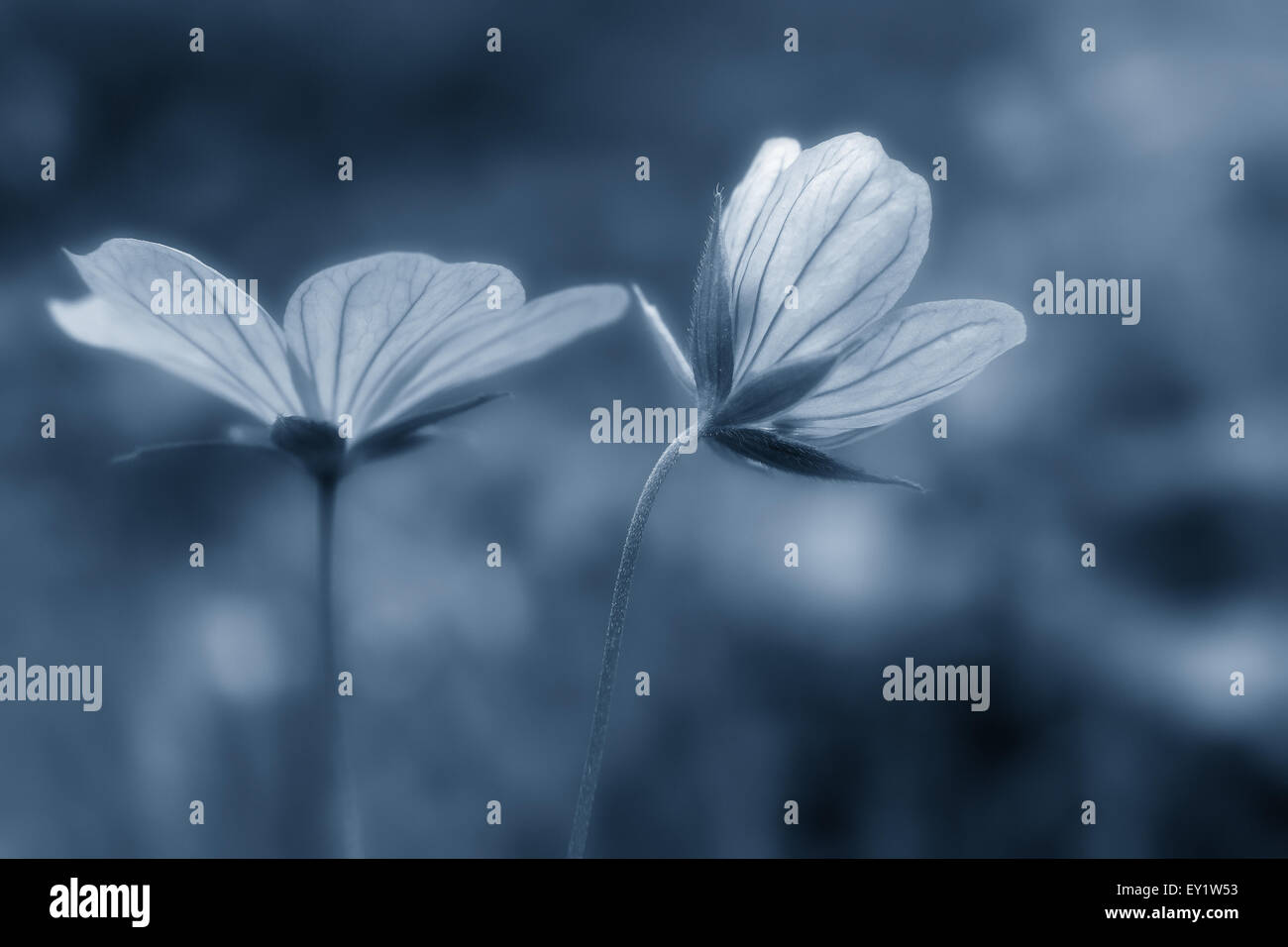 Spring flowers with soft and blurry backgroundss Stock Photo - Alamy