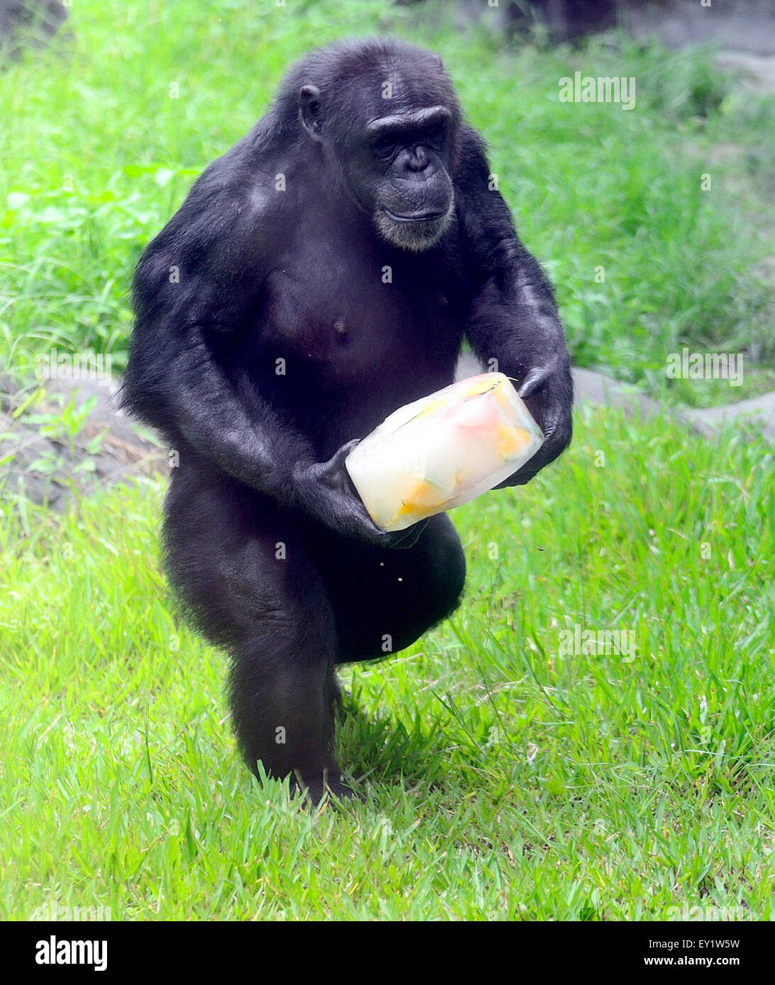 Favorite to cool off hi-res stock photography and images - Alamy