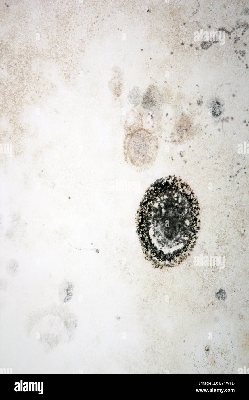 mildew attack on an interior wall of a historical building Stock Photo ...