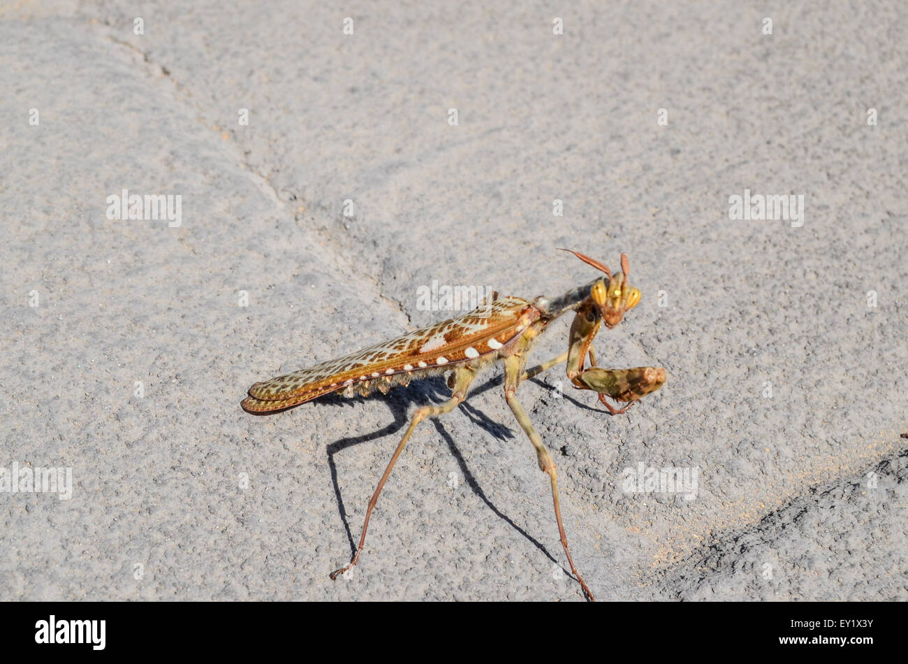 Insect Mantis Religiosa Stock Photo - Alamy