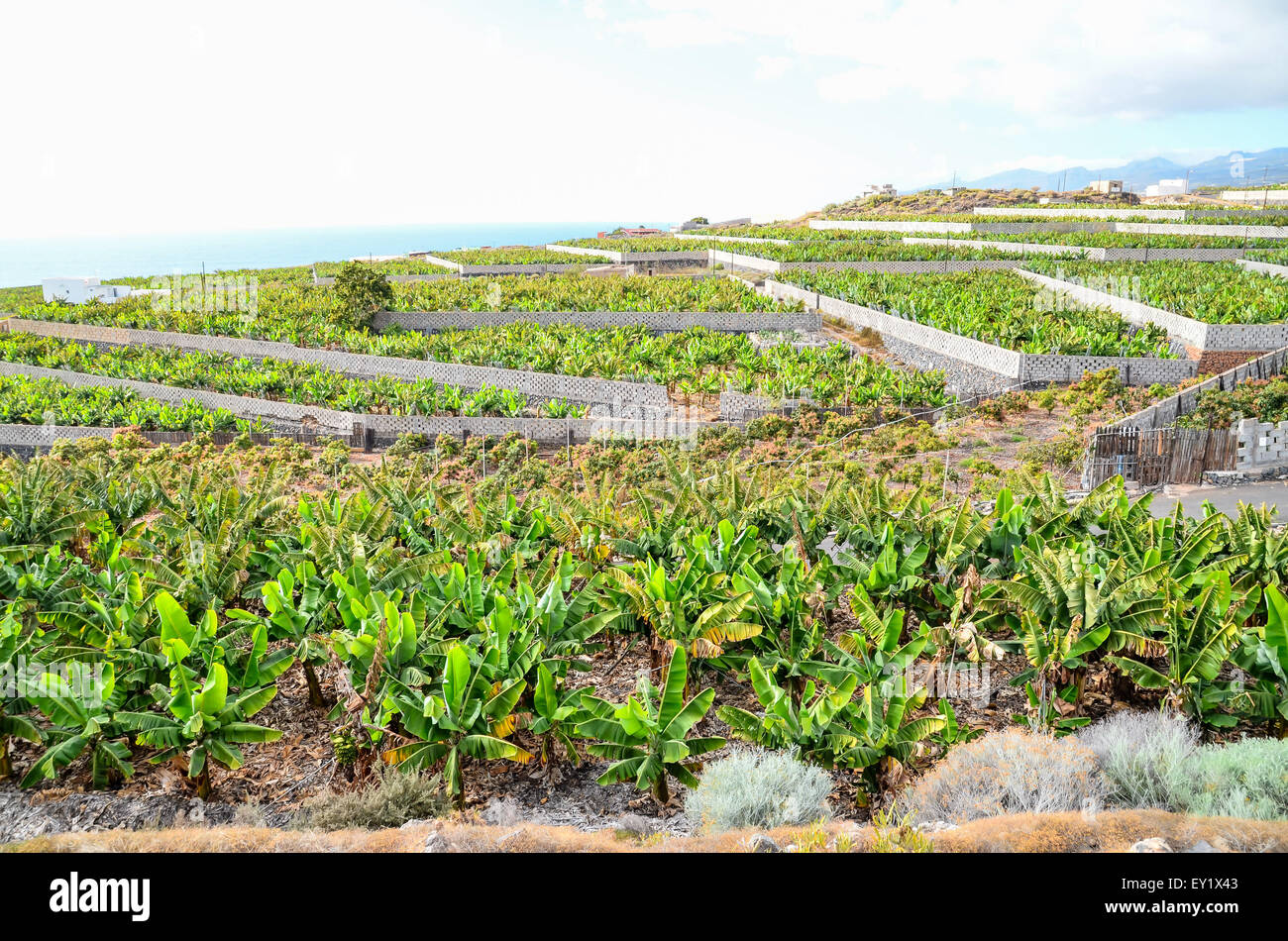Banana Plantation Field Stock Photo - Alamy