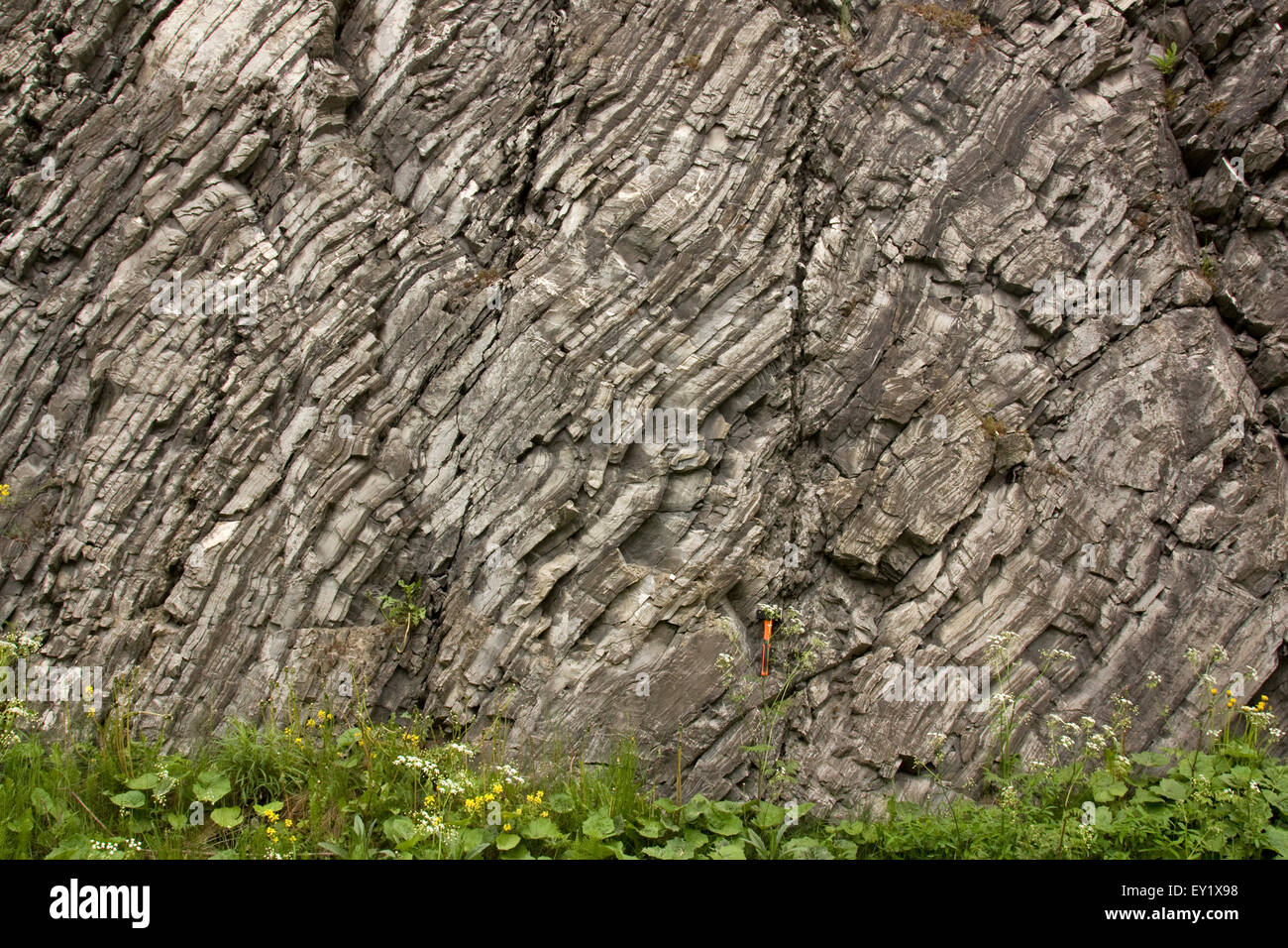 Slightly folded and inclined layers of limestone Stock Photo - Alamy