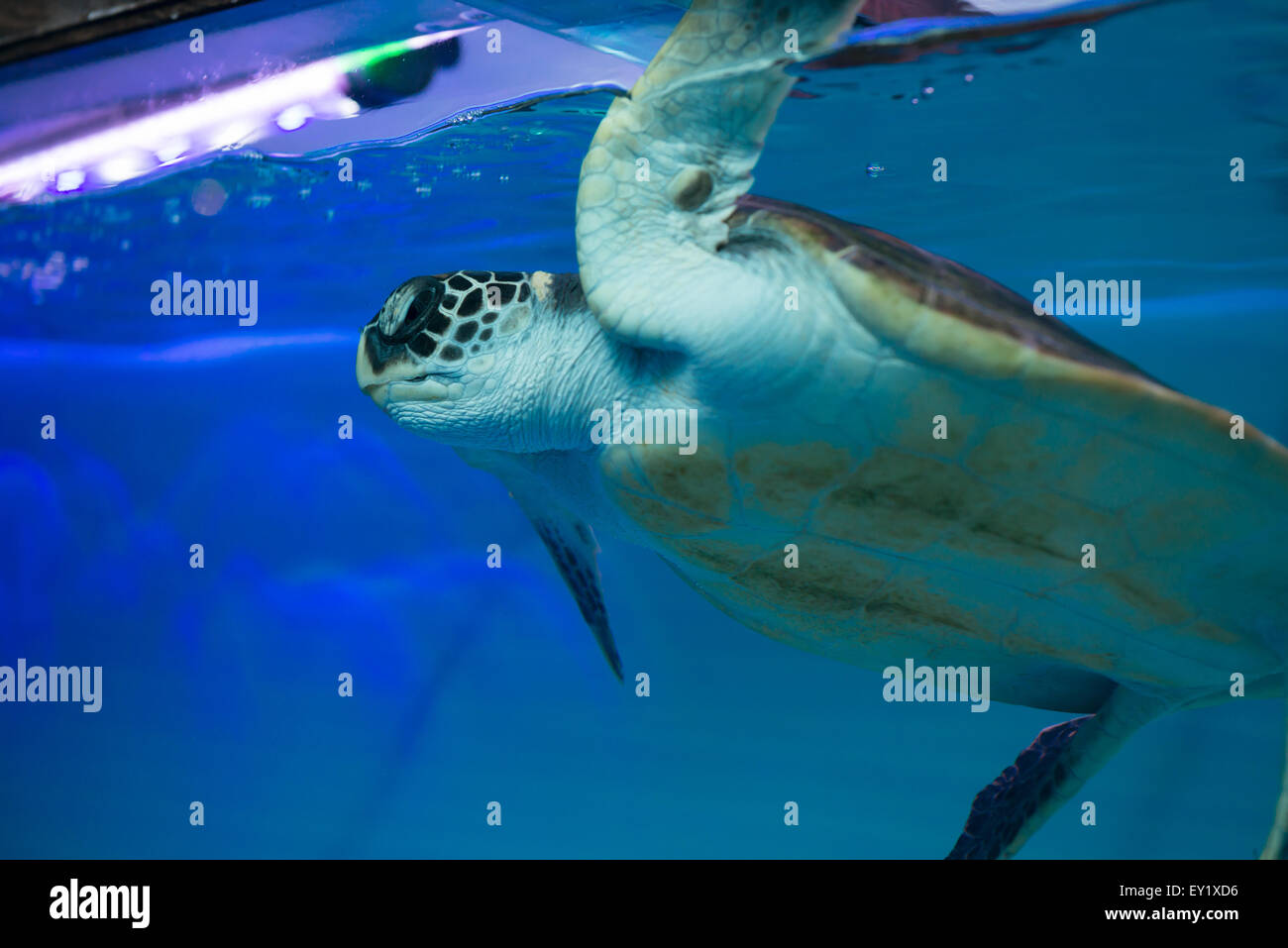 see turtle swimming in aquarium Stock Photo - Alamy