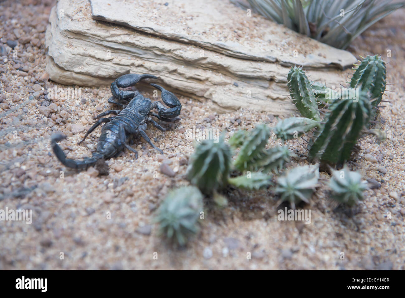 scorpion on sand Stock Photo - Alamy