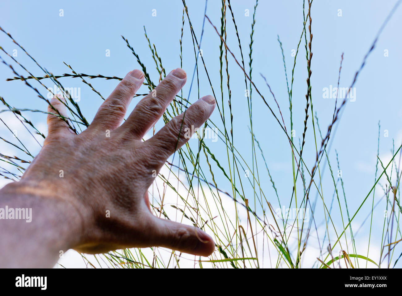 detail of hand reach out for grass,shallow depth of field Stock Photo ...