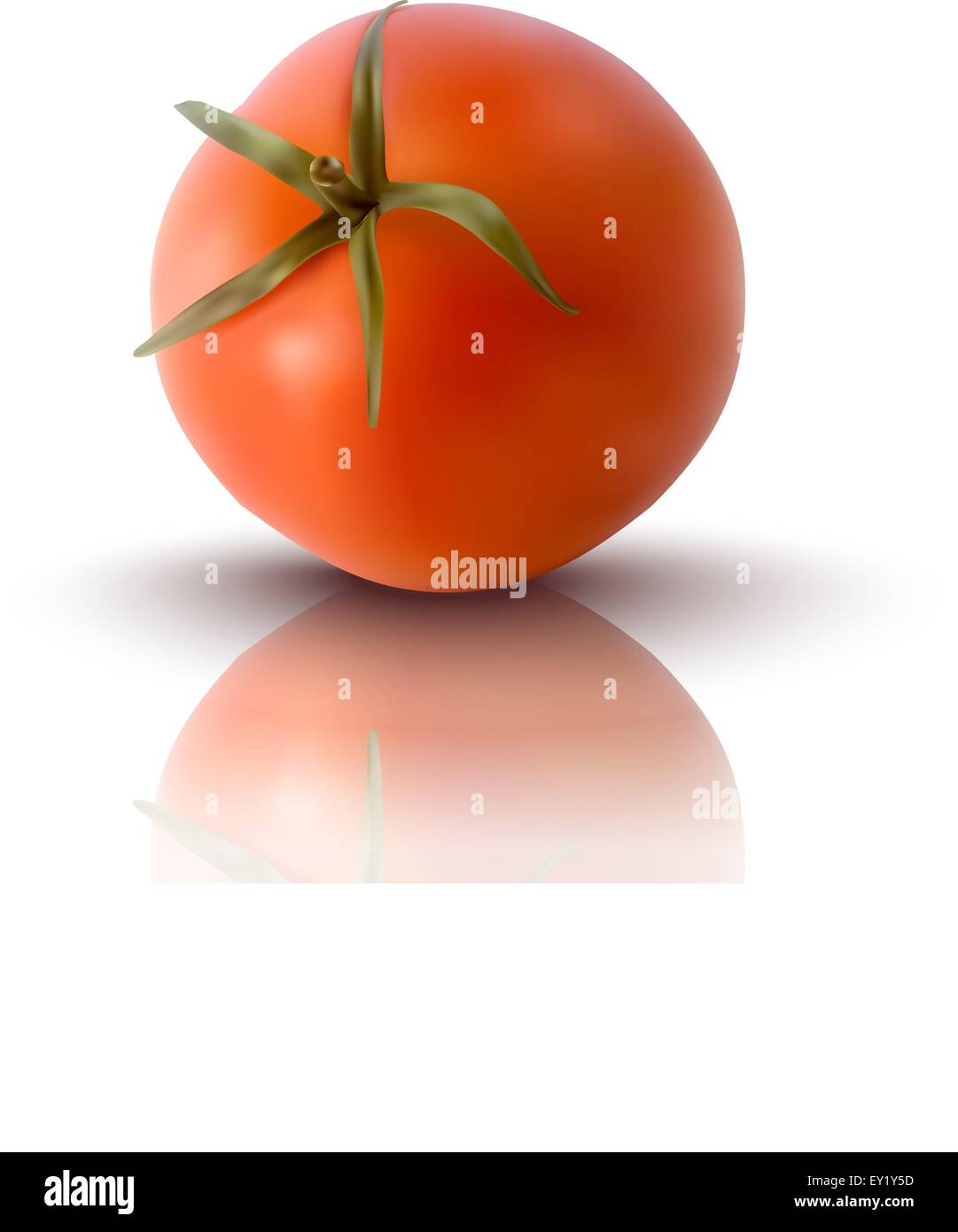 realistic illustration of red and tomato - vector illustration Stock ...
