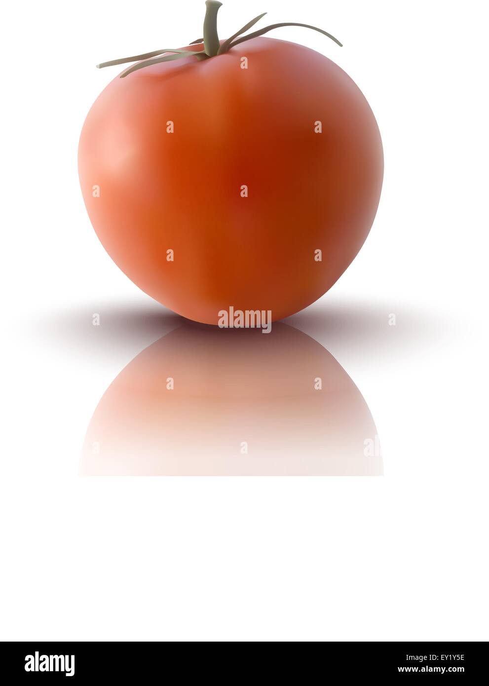 realistic illustration of red and tomato - vector illustration Stock ...