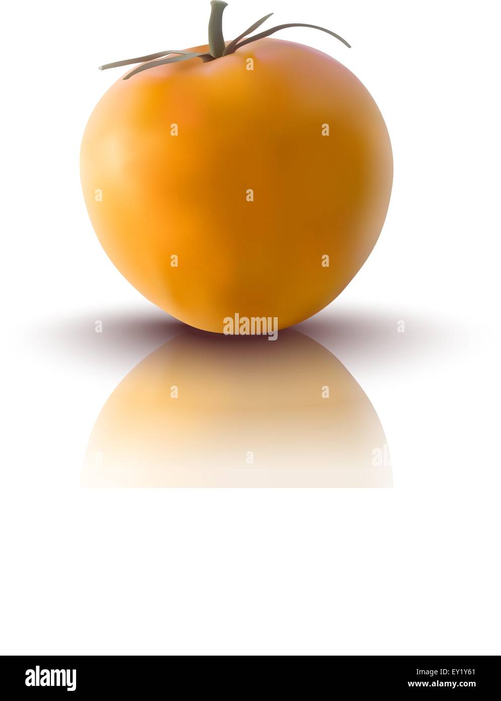 realistic illustration of yellow tomato - vector illustration Stock ...