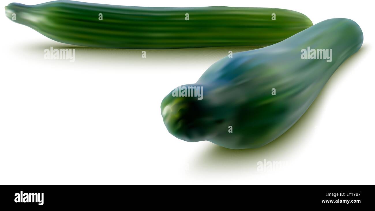 realistic illustration of fresh cucumbers - vector illustration Stock ...