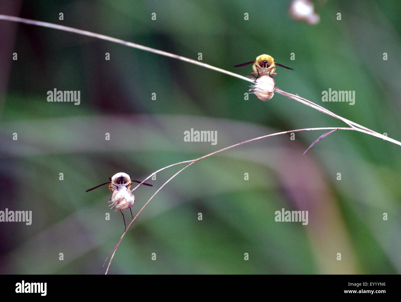 Insect agility hi-res stock photography and images - Alamy