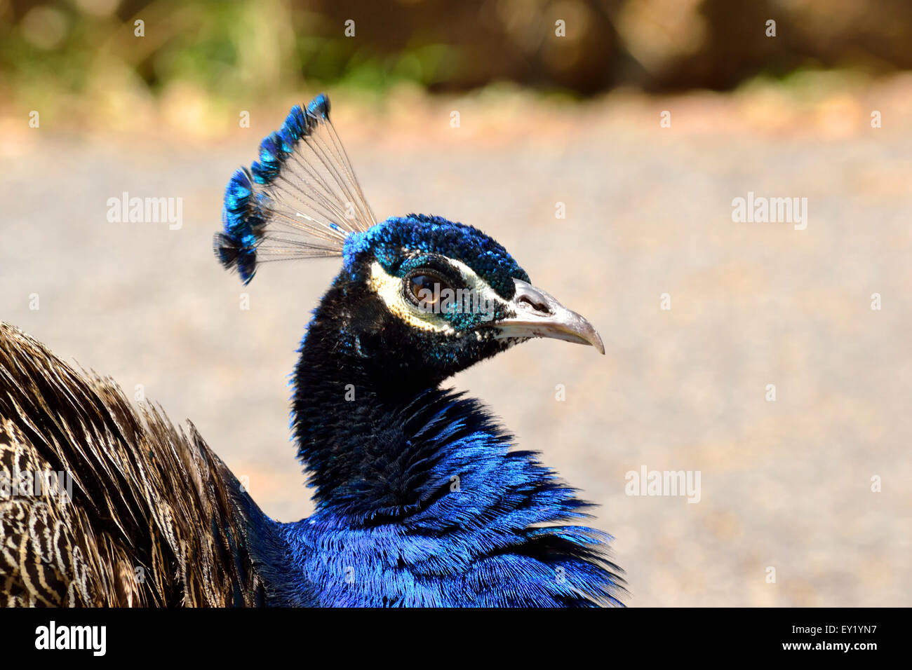 Multi colored peacock hi-res stock photography and images - Alamy