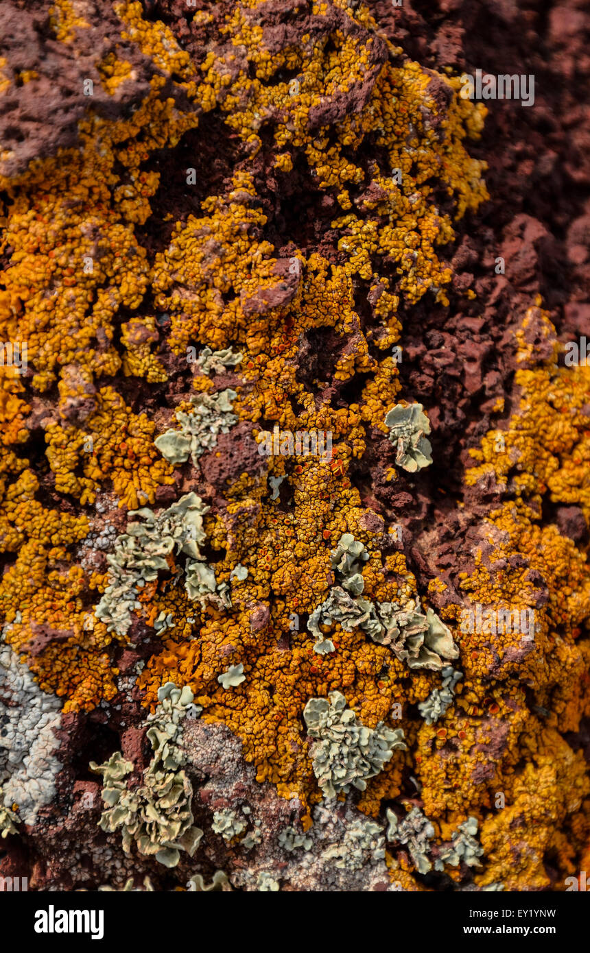 Lichen Texture Pattern Stock Photo - Alamy