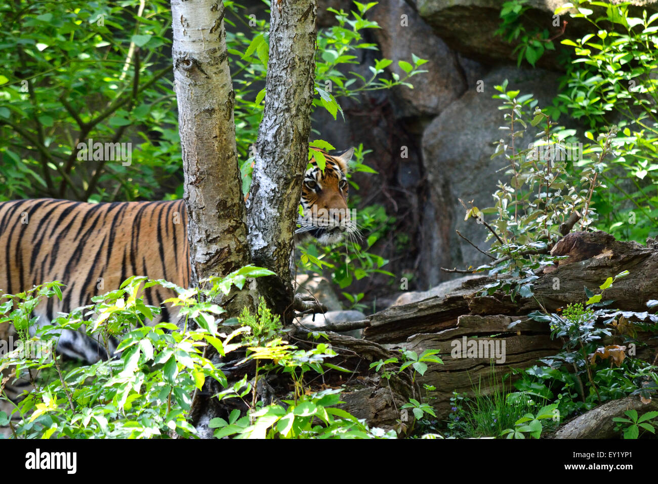 Bengal tiger lying down hi-res stock photography and images - Alamy