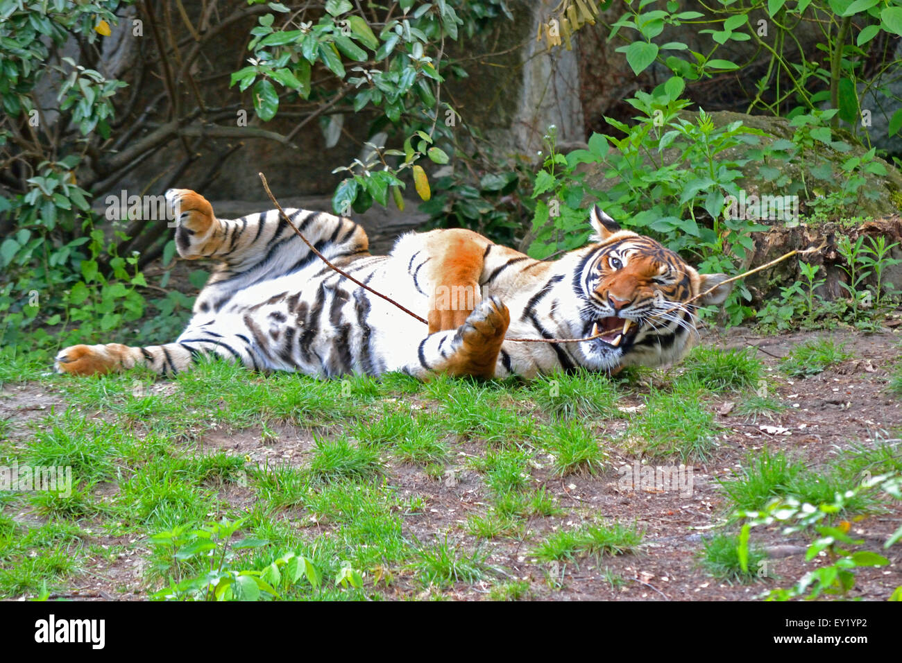 Tiger lying down hi-res stock photography and images - Alamy