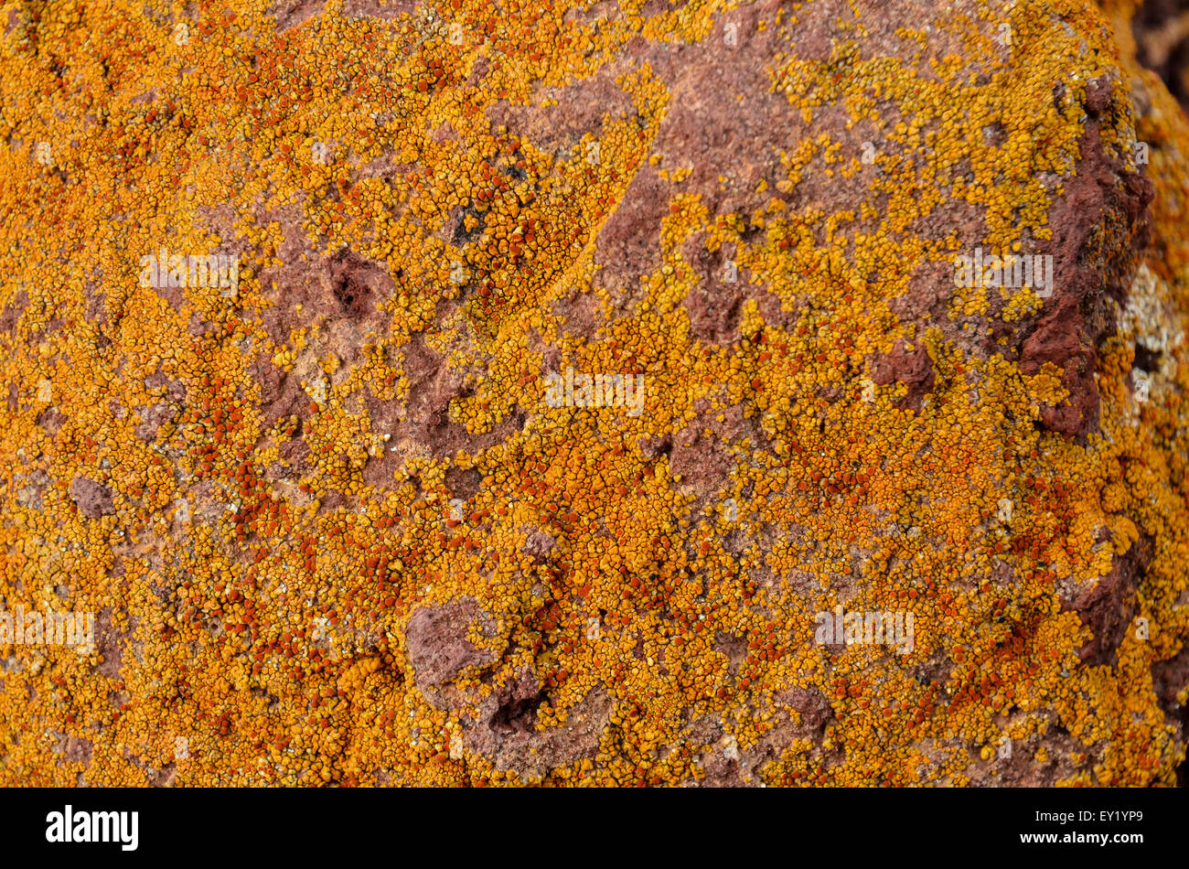 Lichen Texture Pattern Stock Photo - Alamy
