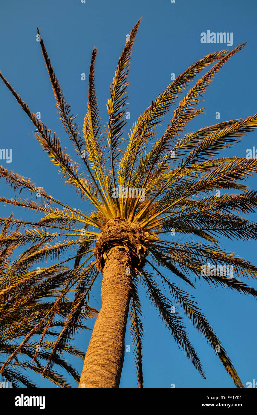Green Palm Canarian Tree Stock Photo - Alamy