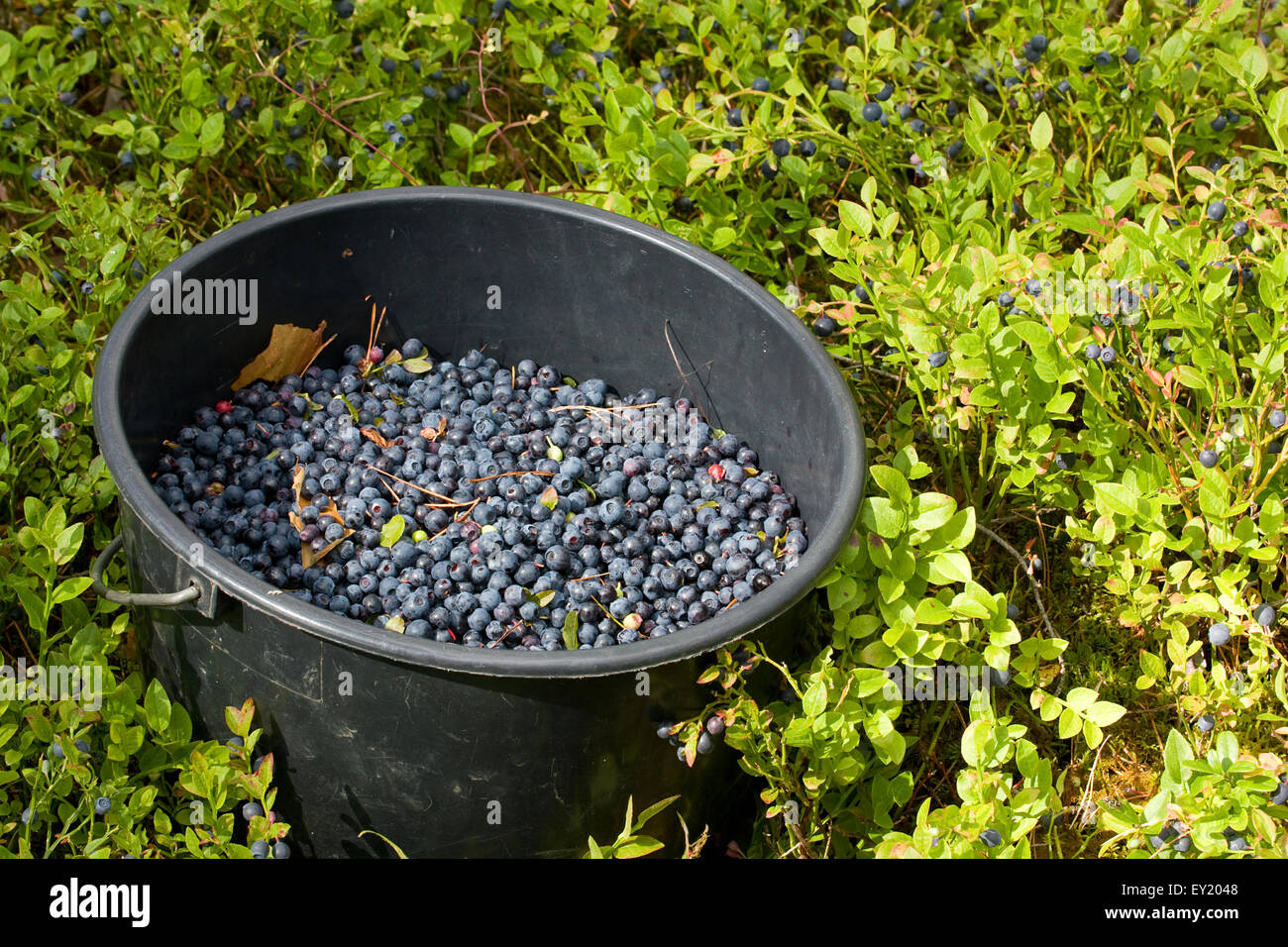 Natural blueberries hand picked from forest Stock Photo - Alamy