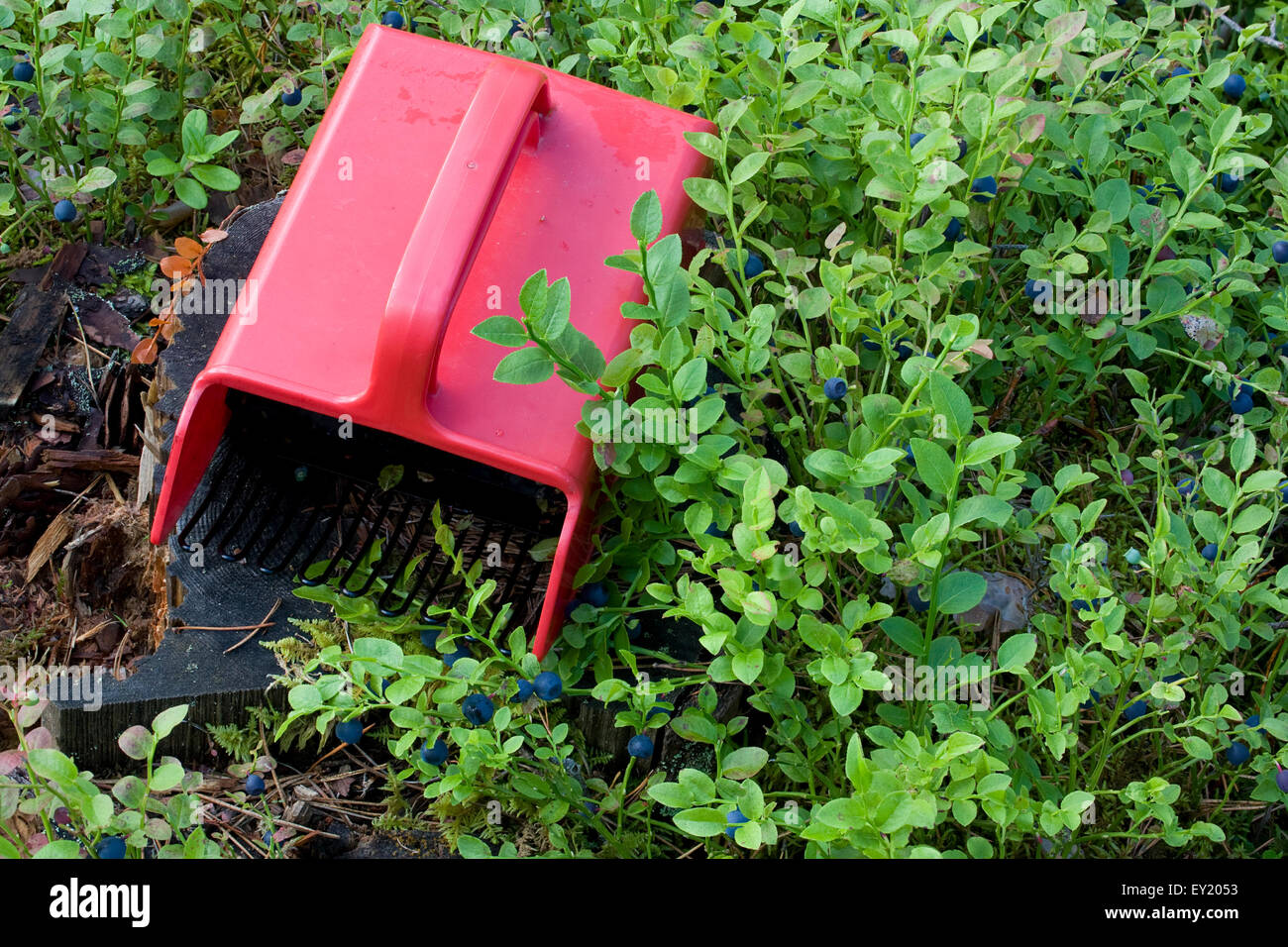 Picking wild blueberries with a rake Stock Photo - Alamy