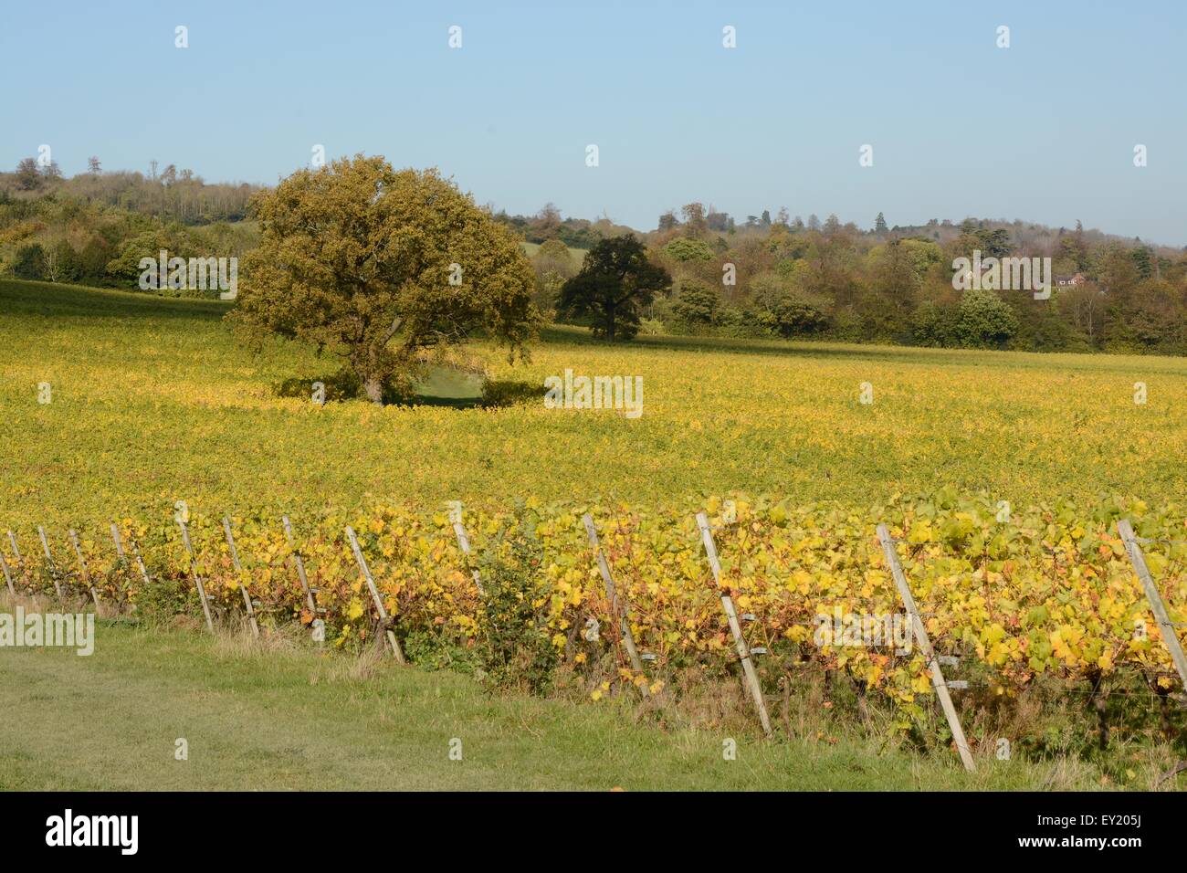 English fall hi-res stock photography and images - Alamy