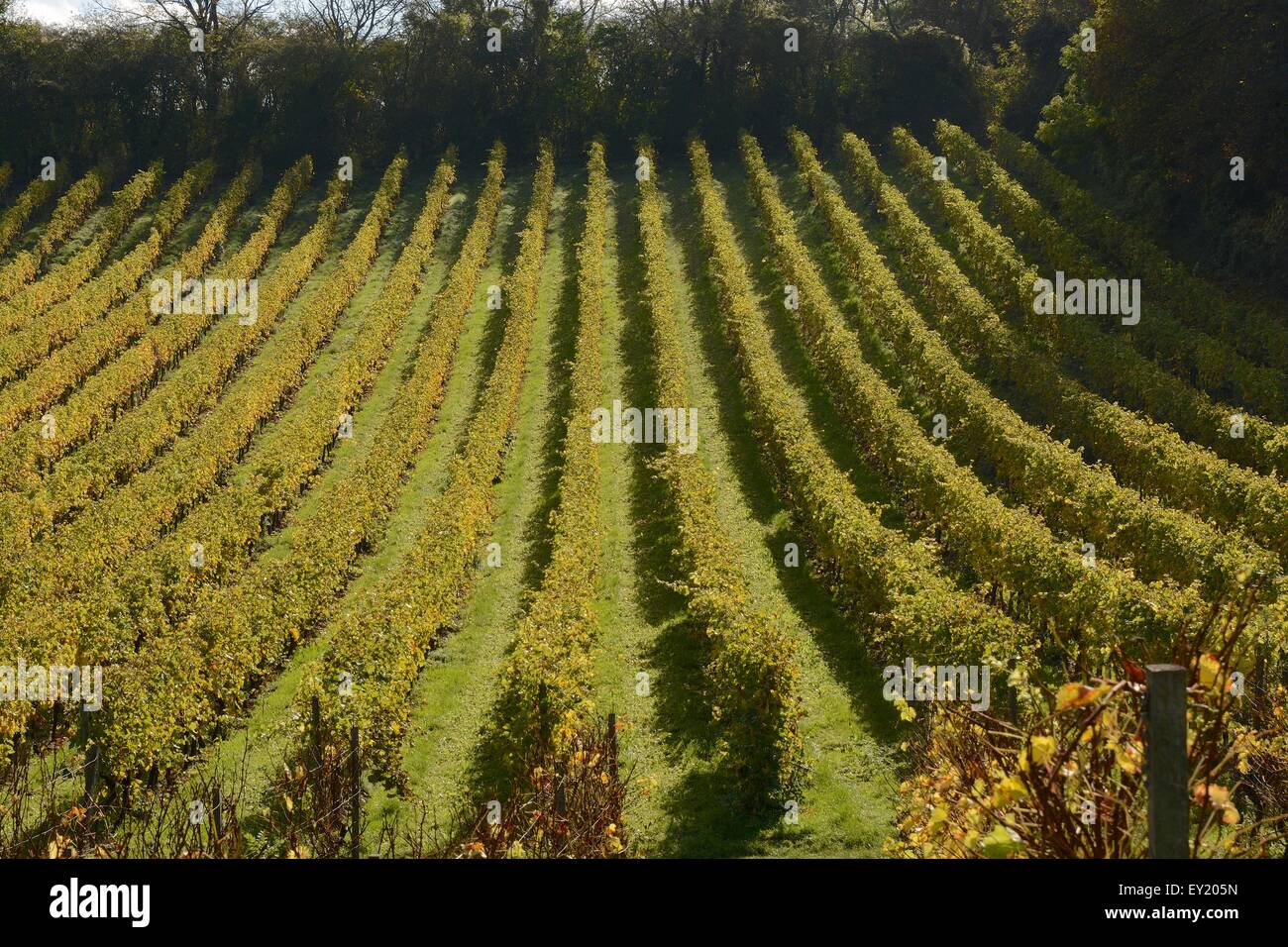 English fall hi-res stock photography and images - Alamy