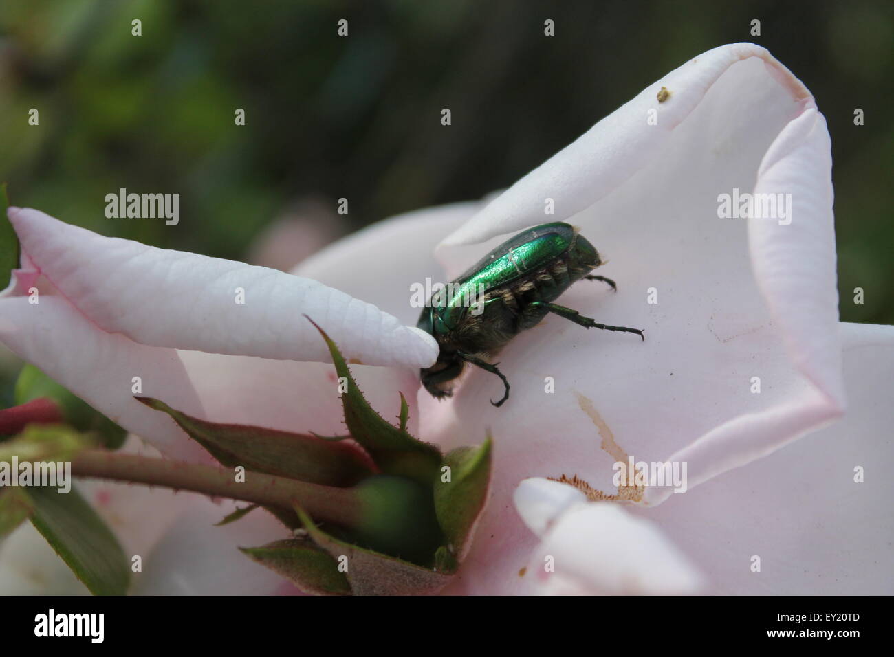 green big scarab sit on aroma garden pink rose Stock Photo - Alamy