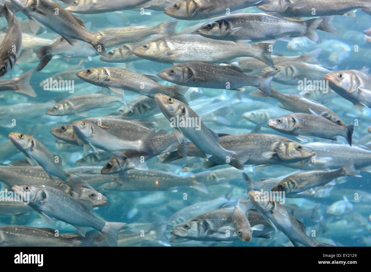 School of Silver Gray Fish Stock Photo - Alamy