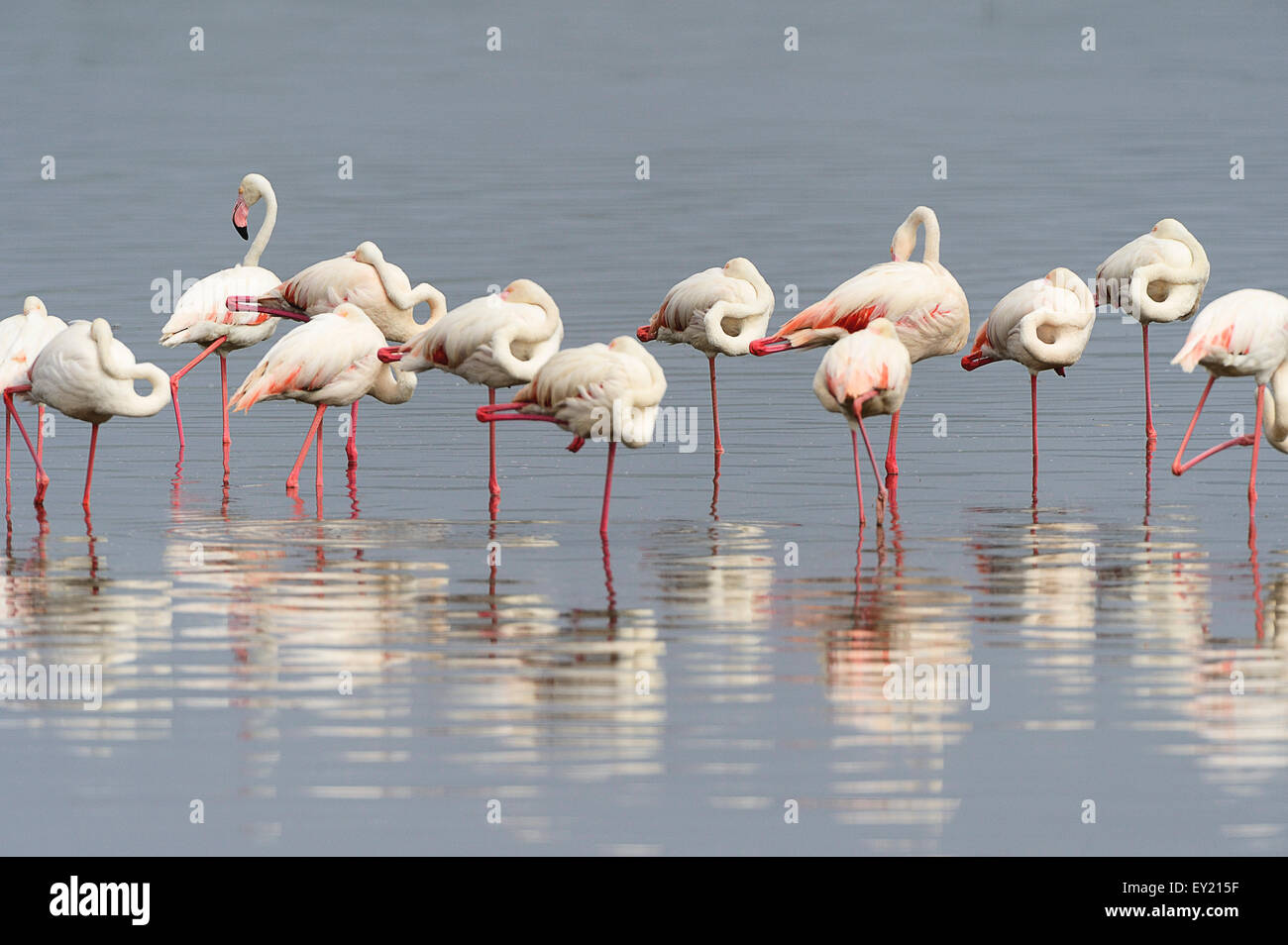 Greater flamingo phoenicopterus roseus on lake nakuru hi-res stock ...