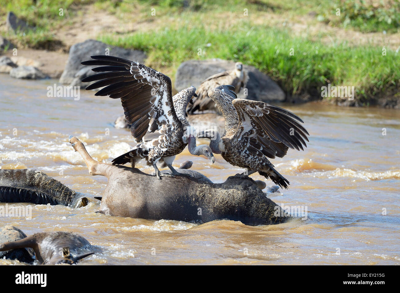 Rüppell's Vulture (Gyps rueppelli) on wildebeest carcass, Mara River ...
