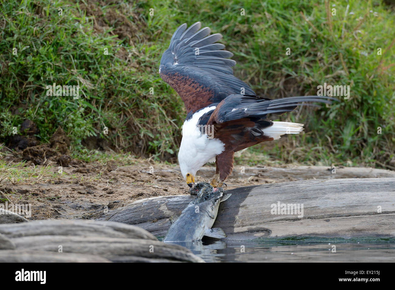 African Fish Eagle (Haliaeetus vocifer), feeding on a catfish, Maasai ...