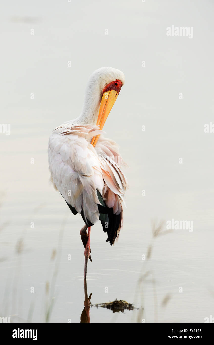 Ibis standing on one leg hi-res stock photography and images - Alamy