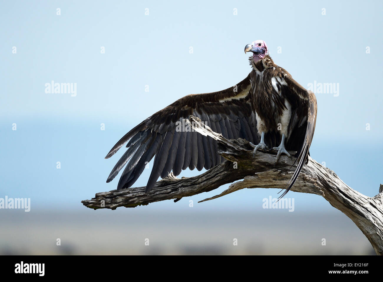 Lappet-faced Vulture (Aegypius tracheliotus) drying its wings, Maasai ...