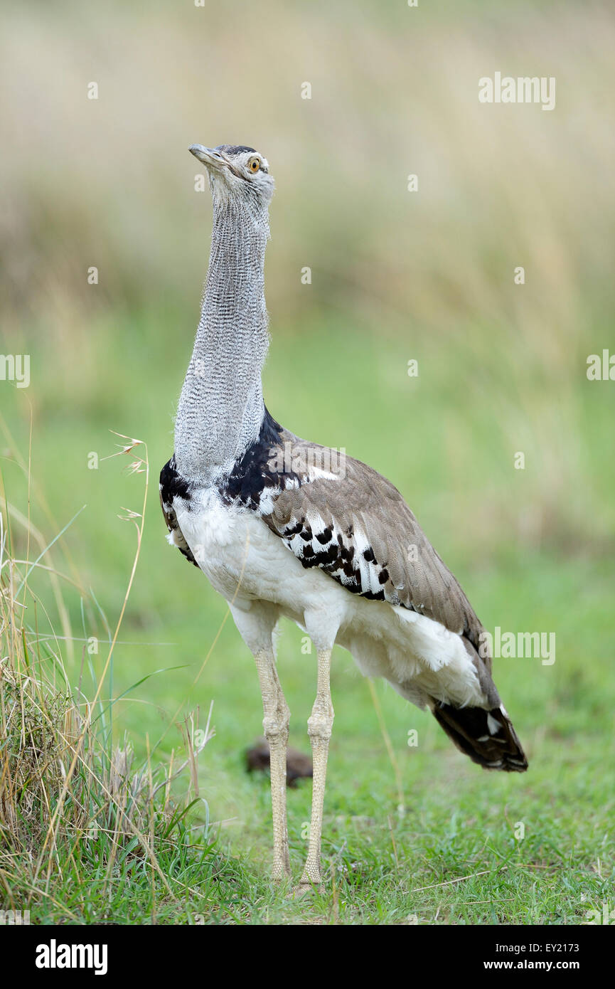 Kori Bustard (Ardeotis kori), Maasai Mara National Reserve, Kenya Stock ...