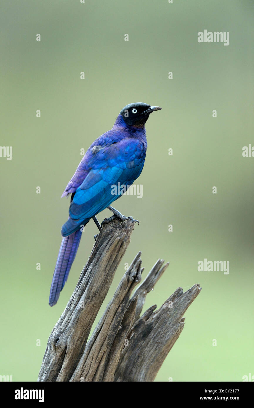 Ruppells starling hi-res stock photography and images - Alamy
