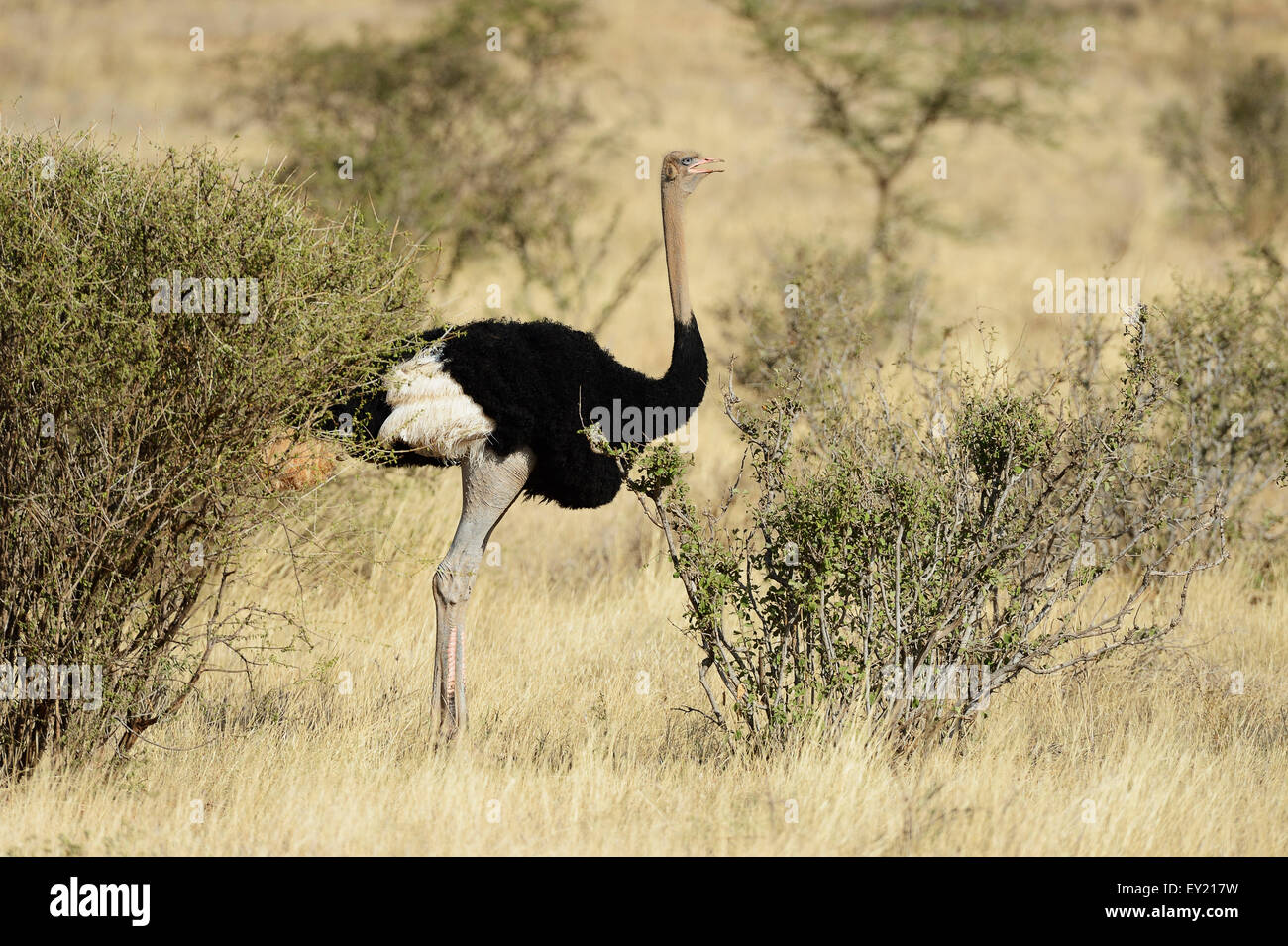 Male ostrich sound hi-res stock photography and images - Alamy